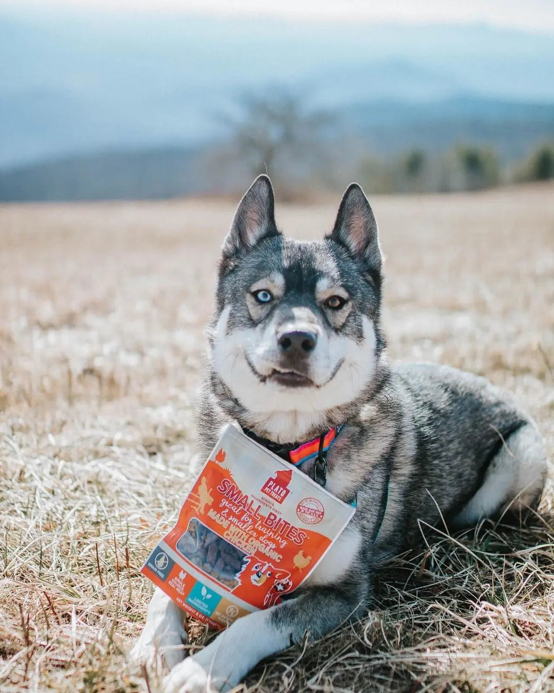Why Training Your Dog With Plato Pet Treats is Easier - Plato Pet