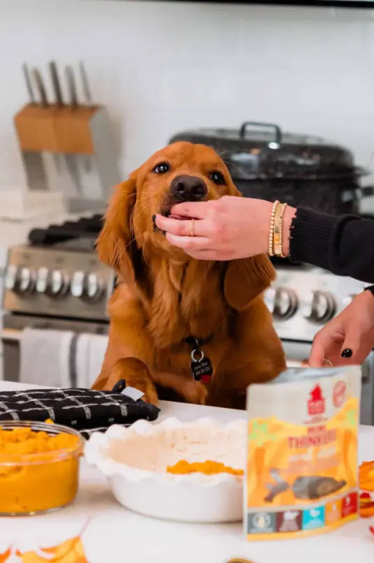 Pumpkin for Dogs – A Quick Guide for Dog Owners - Plato Pet – Plato Pet